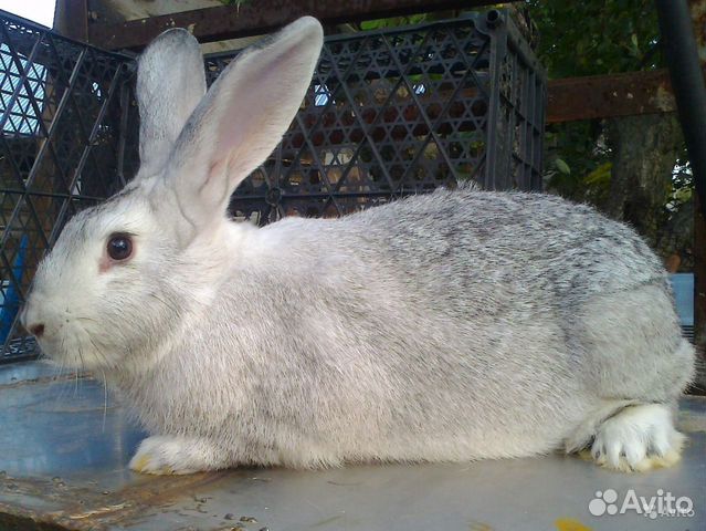 Кролики мясных пород