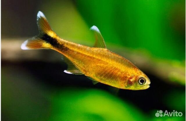 Хасемания (медная тетра) - 6 шт