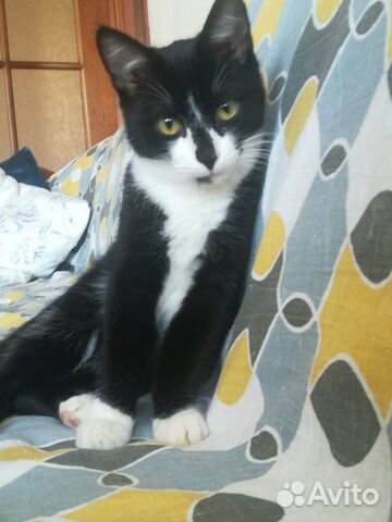 Котик Феликс, 2 года