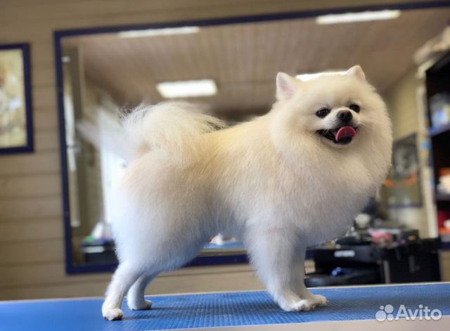 Шпиц на вязку