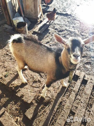 Альпийский козёл ищет невесту, возраст 1 год