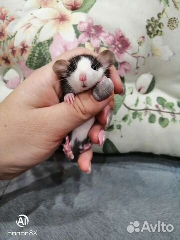 Крыски крысята крысы дамбо