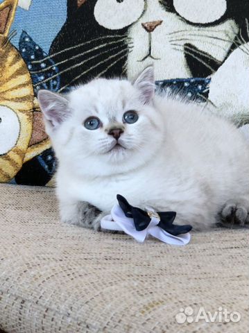 Золотой синеглазый мальчик