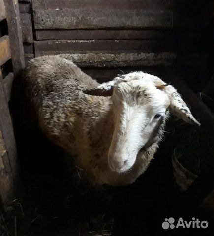 Баран молодой
