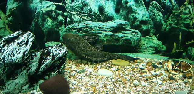 Сом парчевый