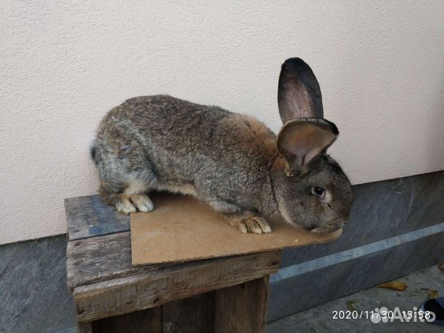 Кроли помесь Фландр-Шиншила