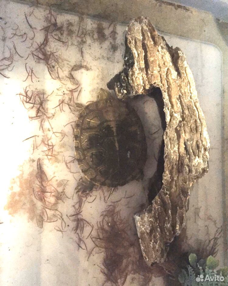 Черепашка водная отдам