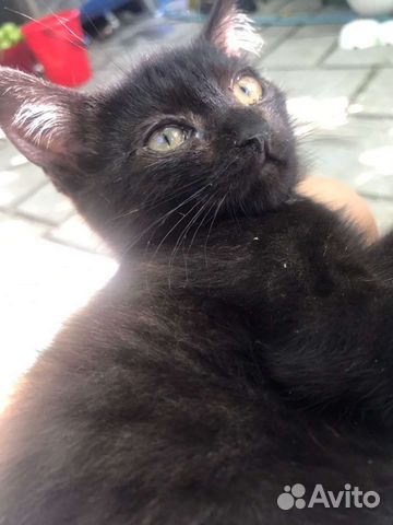 Черный котенок в добрые руки