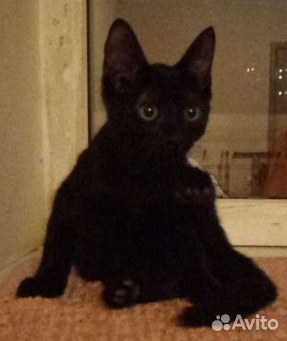 Кошка в дар бесплатно