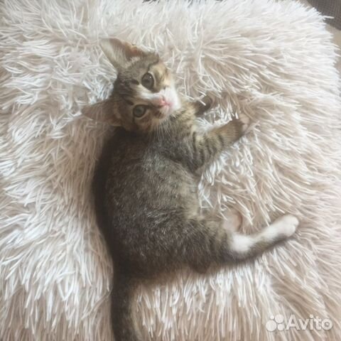 Котенок в ответственные руки