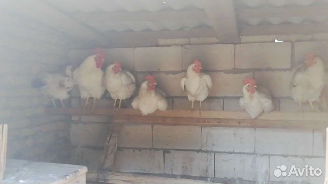 Куры несушки