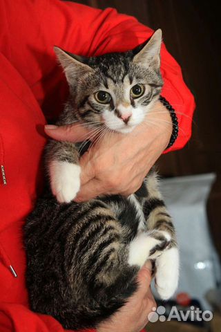 Котик 2,5-3 мес.К просмотру