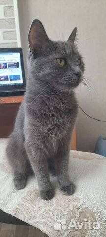 Кошечка русская голубая