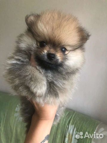 Щенки шпица