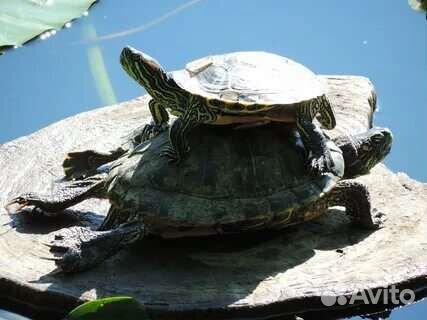 Продам Красноухих черепах