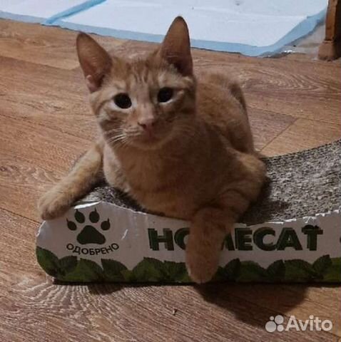 Рыжее солнышко в поисках дома