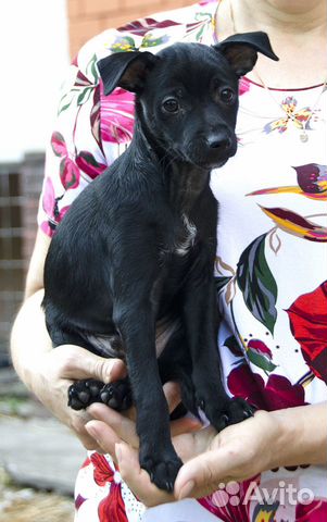 Ксолоитцкуинтли в шерсти