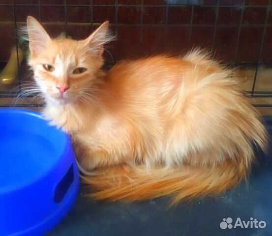 Рыжий пушистый кот в добрые руки бесплатно