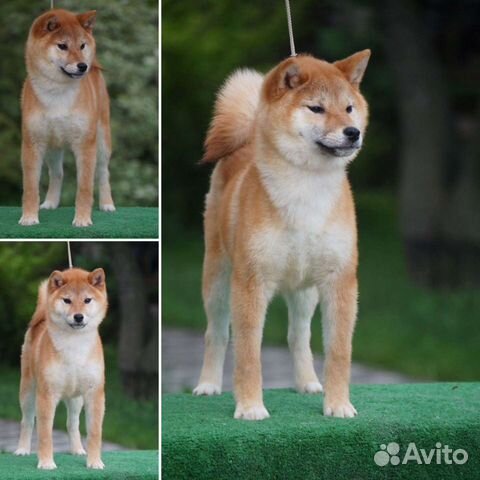 Сиба девочка