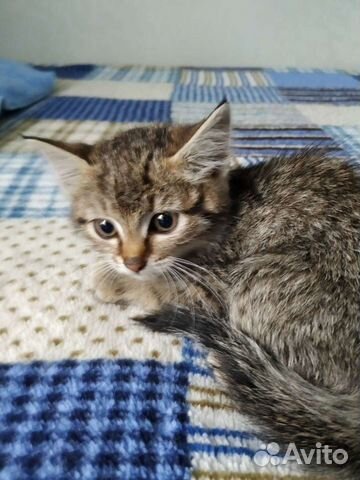 Европейская короткошерстная