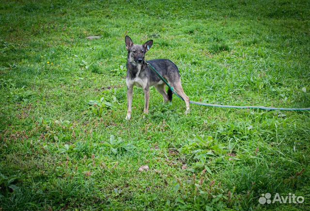 Спасен из черного пниюта