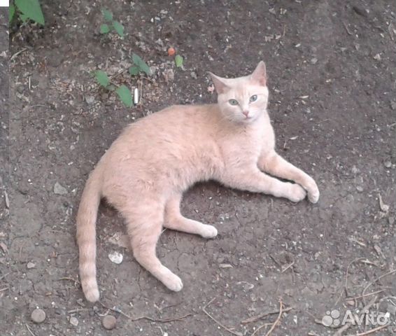 Кошка-бомжик