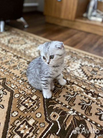Шотландские вислоухие котята
