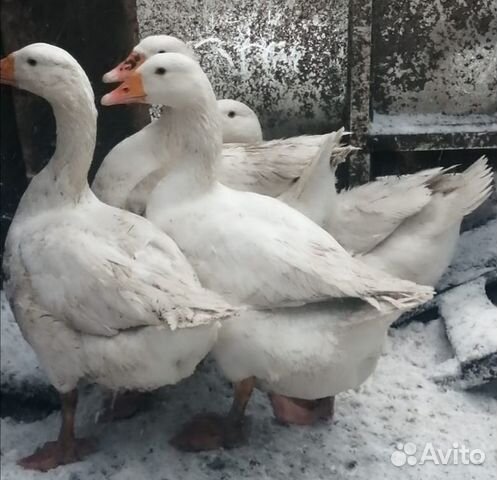 Продается семья гусей/отдельные особи