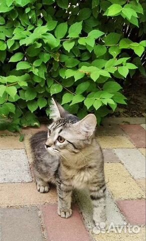 Кошка
