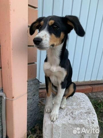 Собаки бесплатно в добрые руки щенки