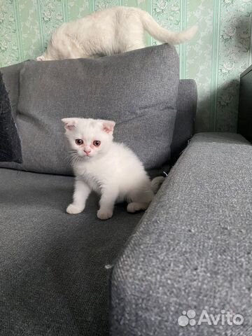 Шотладский котенок