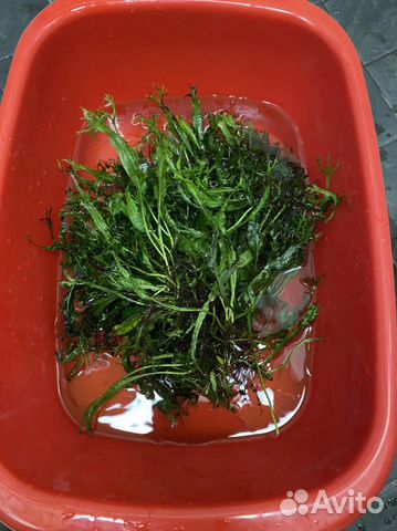 Аквариумные растения