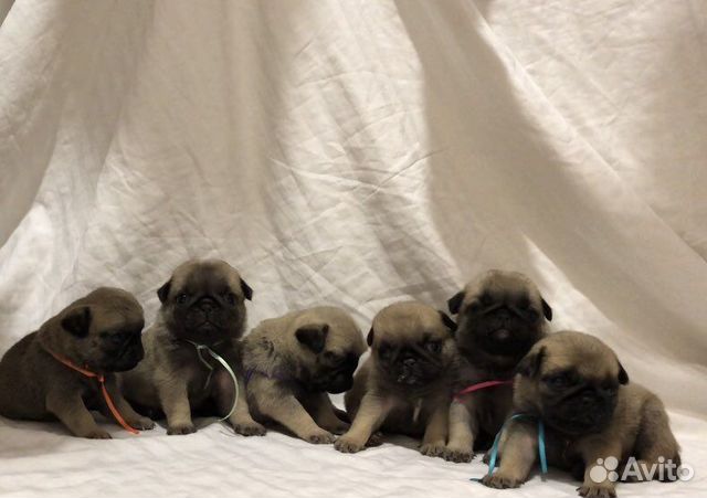 Щенки мопса