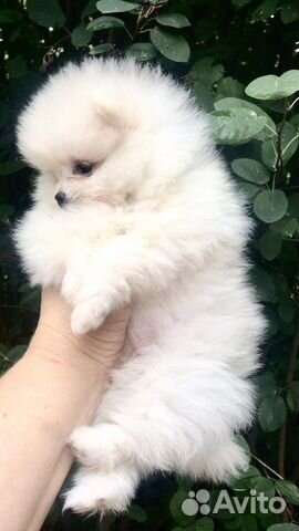 Породные щенки пом. шпица, белый окрас