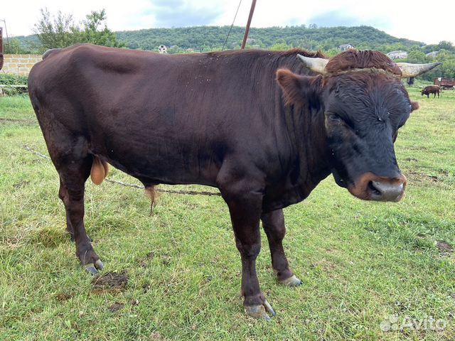 Быки живым весом