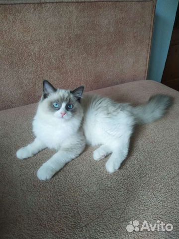 Ragdoll в разведение Julia