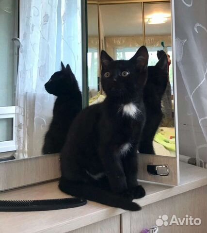 Котенок ищет дом и семью