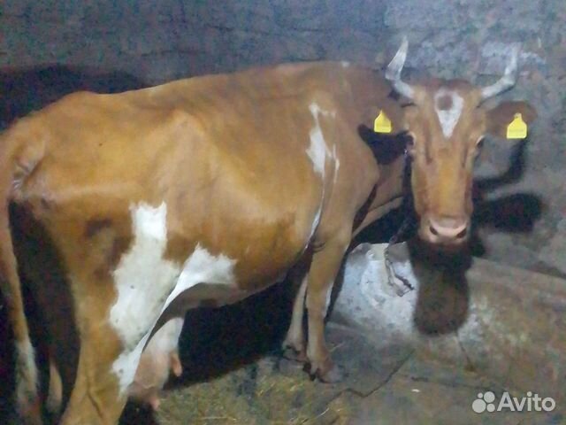 Корова дойная