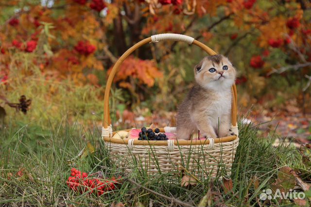 Корзинка золотых шиншилят