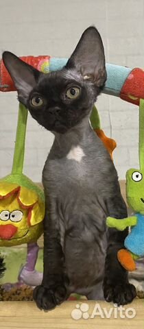 Девон-рекс черный мальчик