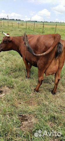 Недельная телочка от этой коровы и быка