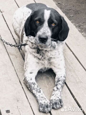 Собака в добрые руки отдам бесплатно