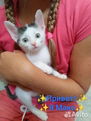 Ласковые котята в добрые руки. 1,5 месяца