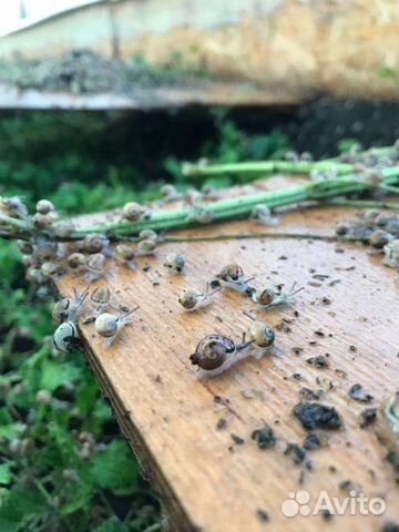 Малёк улитки helix asperia maxima