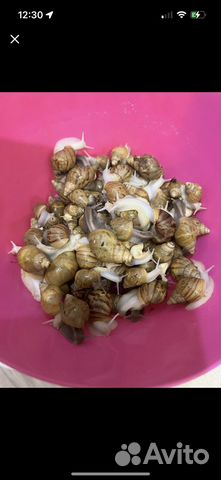 Улитки ахатины бесплатно