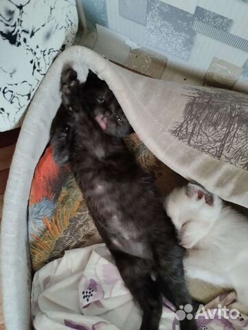 Котята в добрые руки бесплатно