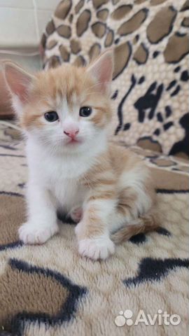 Кошки в добрые руки бесплатно