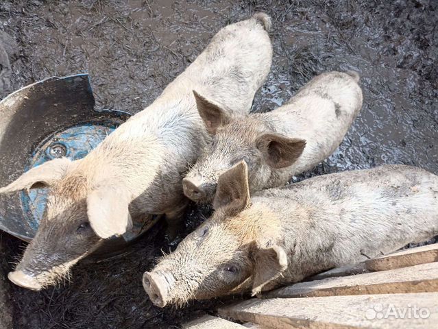 Молодой хряк