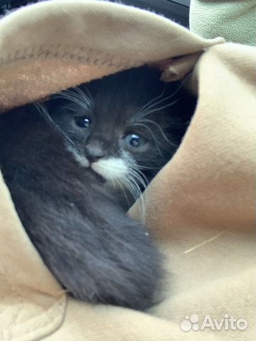 Котята 1 - 1,5мес девочки