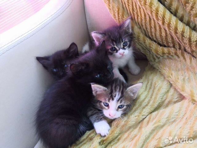 Котята в добрые руки даром